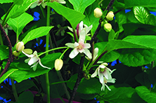 Schisandra Vine - Eastern Prince 2 year old vine - Whiffletree Farm ...