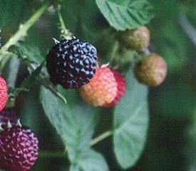 Raspberry Yellow - Honey Queen 2 yr old cane - Whiffletree Farm & Nursery