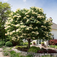 Japanese Lilac Tree - Snowdance - Whiffletree Farm & Nursery