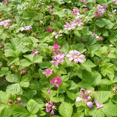 Raspberry Yellow - Honey Queen 2 yr old cane - Whiffletree Farm & Nursery