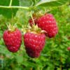 Raspberry - Whiffletree Farm & Nursery