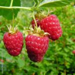 Raspberry - Whiffletree Farm & Nursery