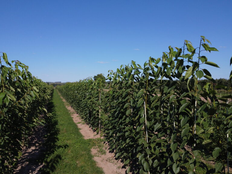 Orchard Updates Archive - Whiffletree Farm & Nursery