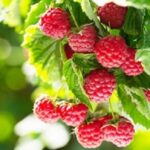 Raspberry - Whiffletree Farm & Nursery