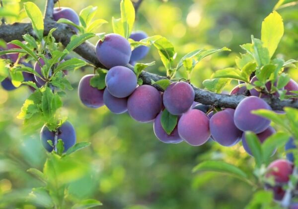 Growing Fruit Trees - A beginners guide - Whiffletree Farm & Nursery