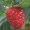 Raspberry - Whiffletree Farm & Nursery
