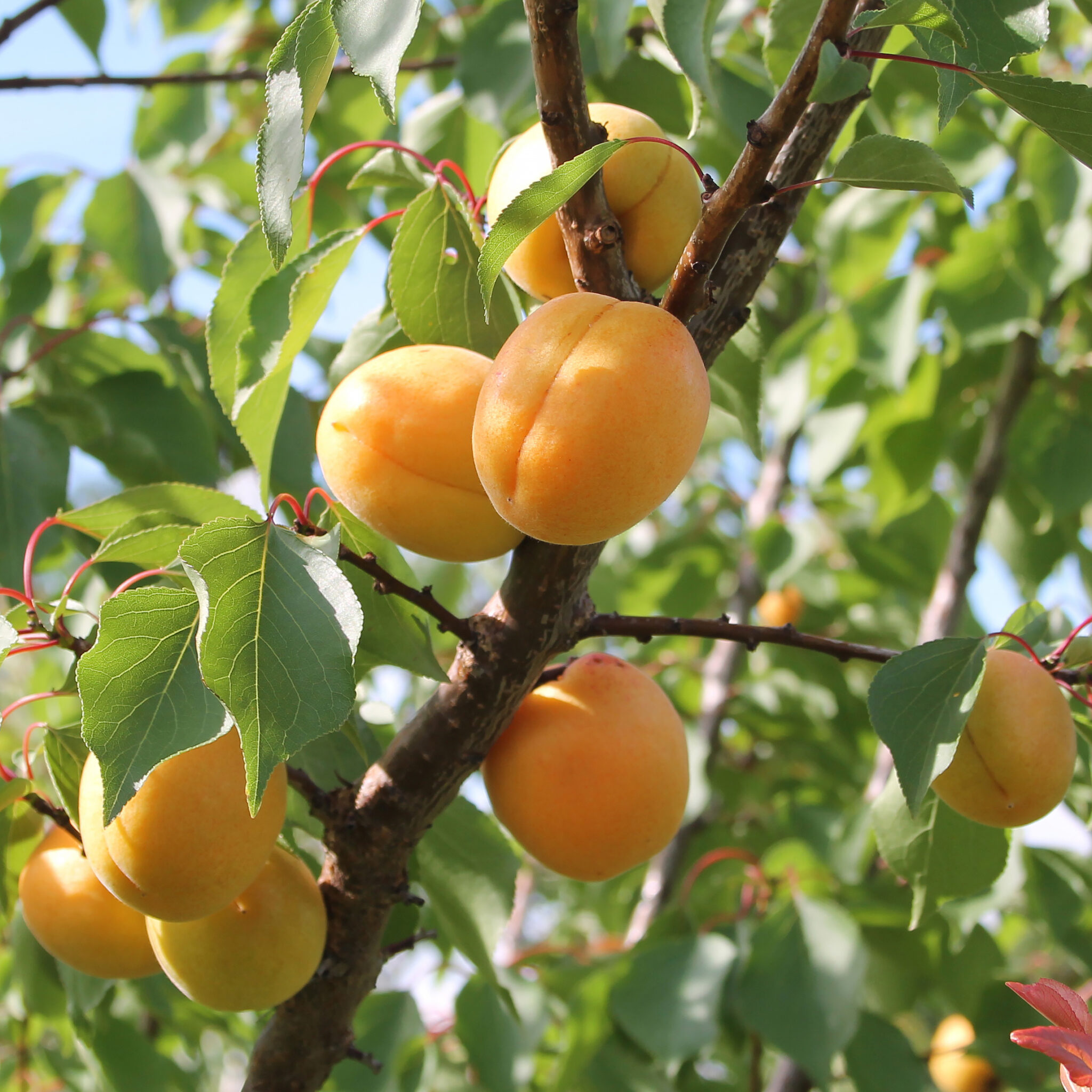 Whiffletree Farm & Nursery: Canadian Apple Fruit Trees & Orchard Supply