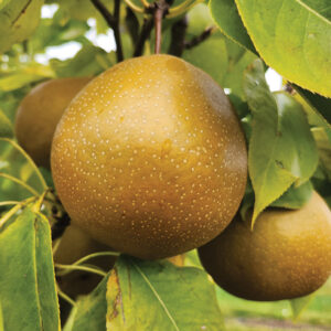 Asian Pear : OLYMPIC - Whiffletree Farm & Nursery
