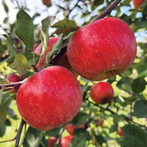 Apple : CRIMSON® TOPAZ - Whiffletree Farm & Nursery