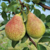 European Pear : PATTEN - Whiffletree Farm & Nursery