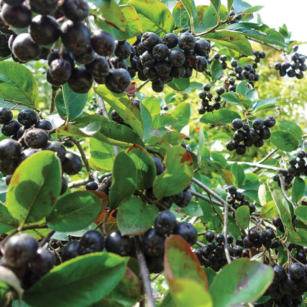 Aronia Berry - Whiffletree Farm & Nursery