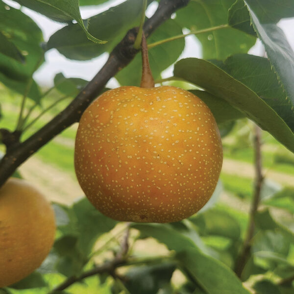 Asian Pear : SHINSUI - Whiffletree Farm & Nursery