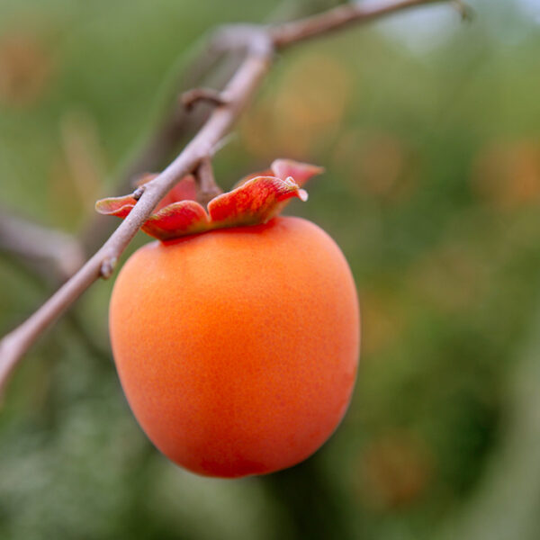 PROK PERSIMMON - Whiffletree Farm & Nursery
