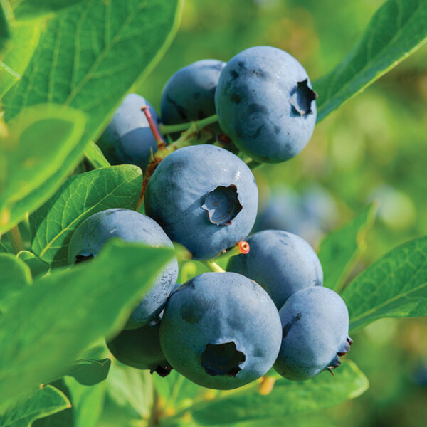ARLEN HIGH BUSH BLUEBERRY - Whiffletree Farm & Nursery