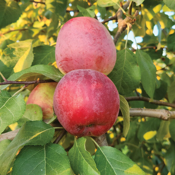 LIBERTY APPLE - Whiffletree Farm & Nursery