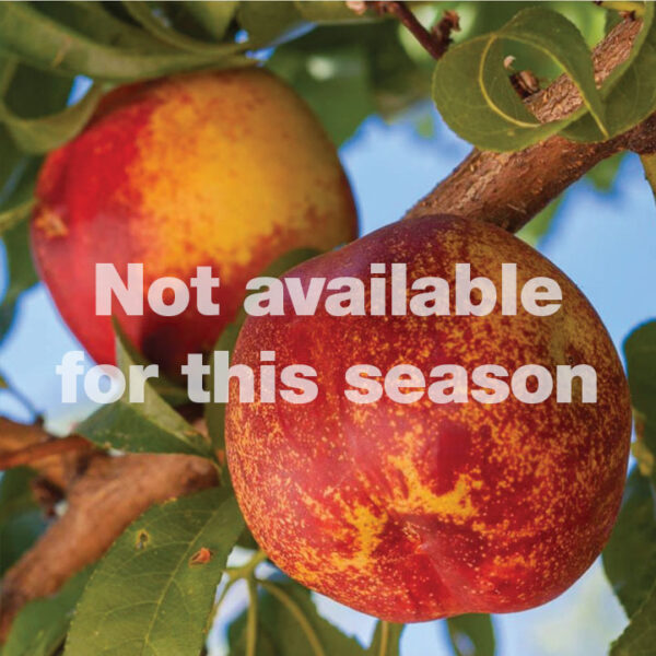 MERICREST NECTARINE (Not available this season) - Whiffletree Farm ...