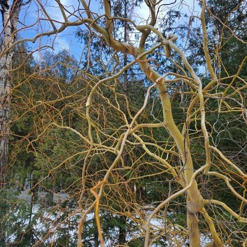 Willow : SCARLET CURLS - Whiffletree Farm & Nursery