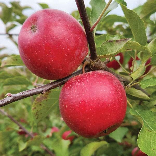 REBELLA (BELLA™) APPLE - Whiffletree Farm & Nursery
