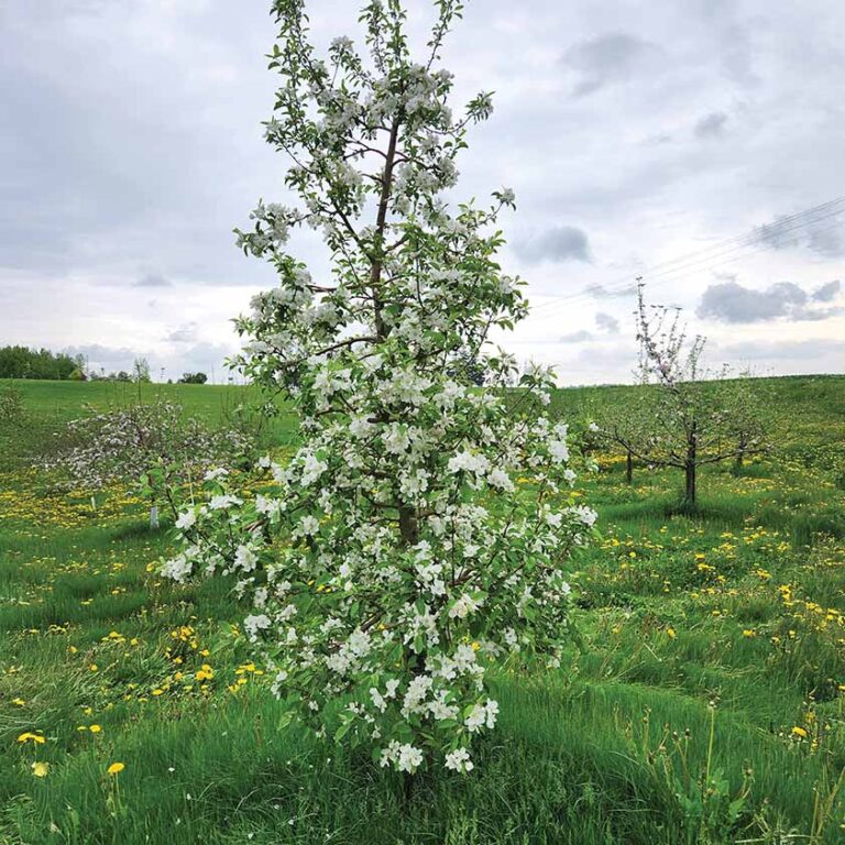 CHESTNUT EDIBLE CRABAPPLE - Whiffletree Farm & Nursery