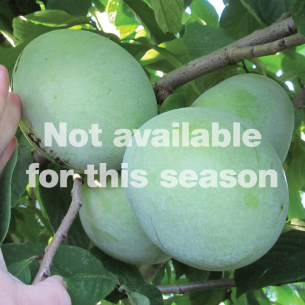 Pawpaw : KSU BENSON™ - Whiffletree Farm & Nursery