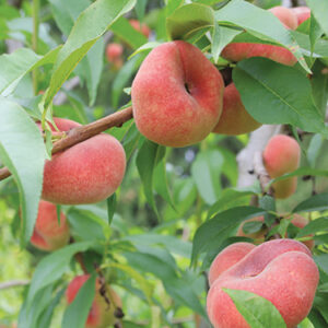 SATURN PEENTO PEACH - Whiffletree Farm & Nursery