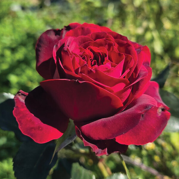BACK IN BLACK SHRUB ROSE - Whiffletree Farm & Nursery