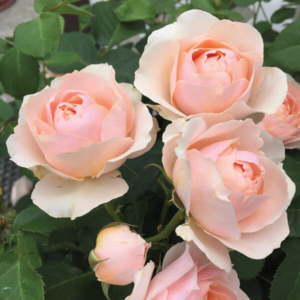 DYLAN ROSE SHRUB ROSE - Whiffletree Farm & Nursery